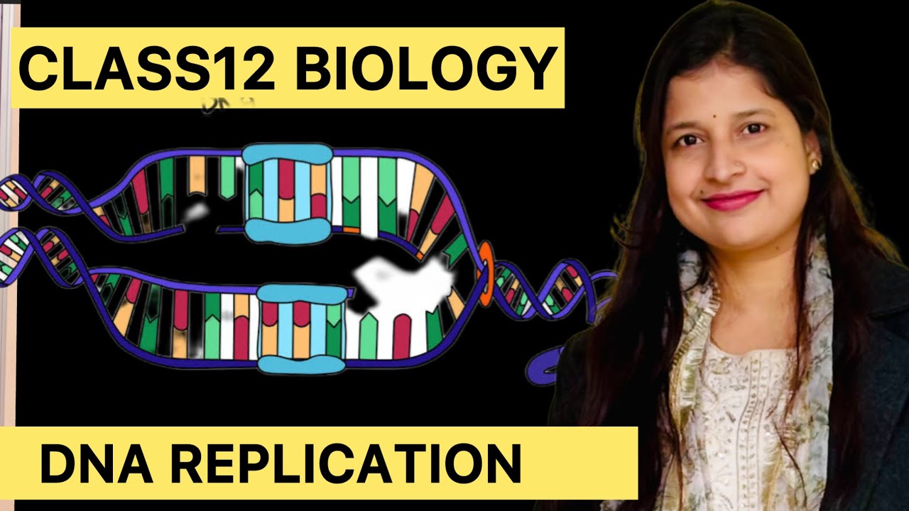 DNA REPLICATION | class 12 biology|molecular basis of inheritance ...