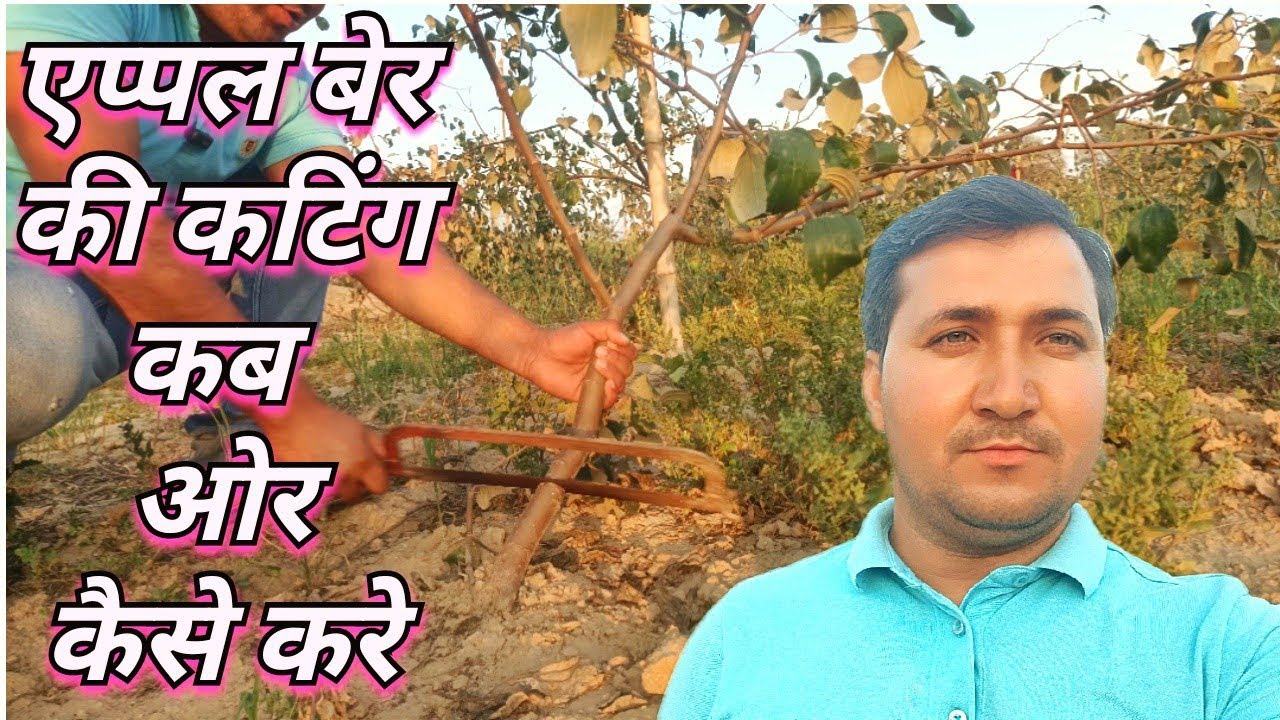 एप्पल बेर की कटिंग कब ओर कैसे करे । How to cutting / pruning apple ber ...