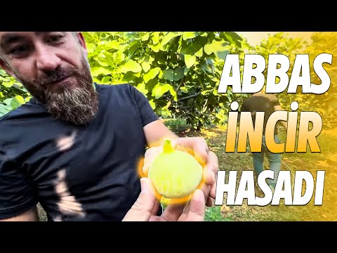 Kahramanmaraş’ta Abbas inciri  hasadı