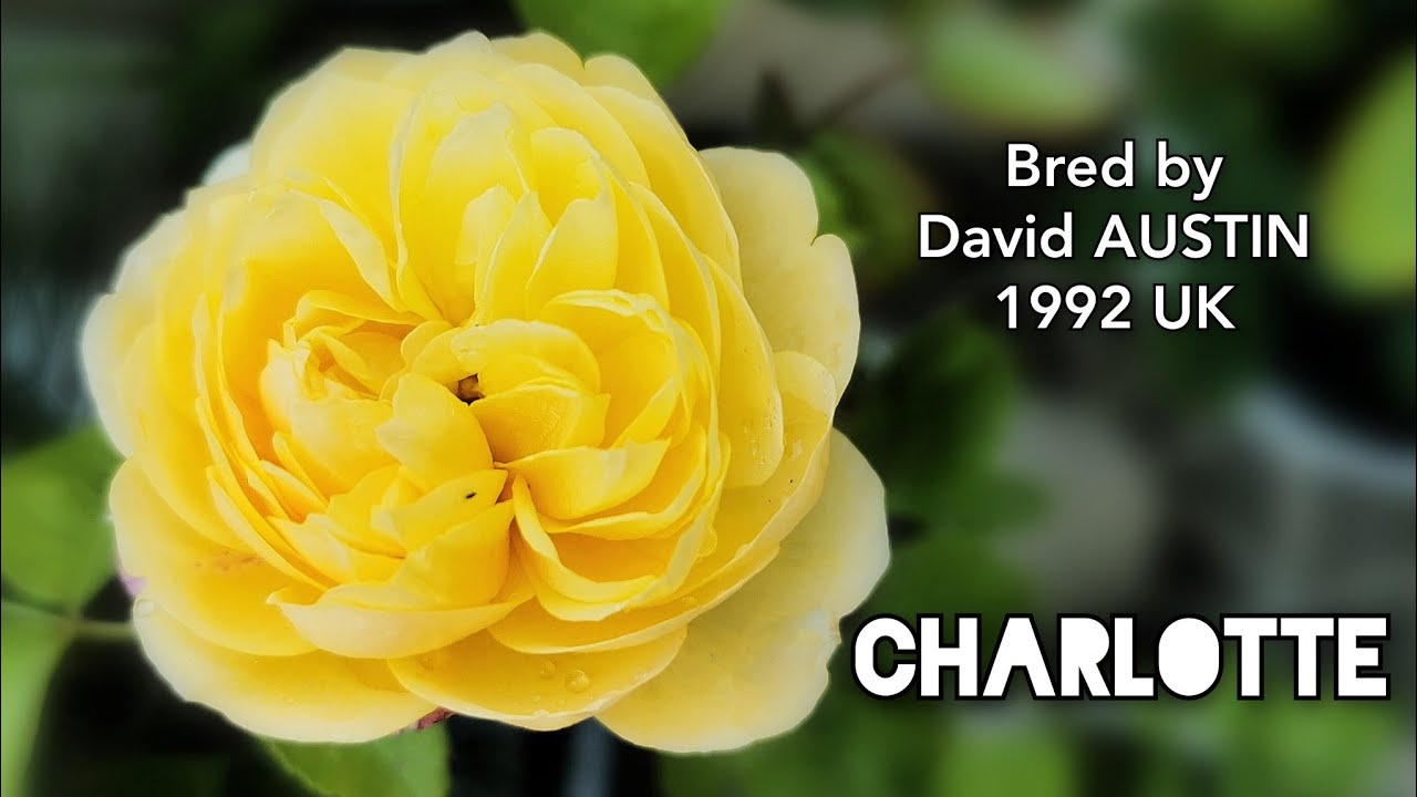 Charlotte David Austin Rose