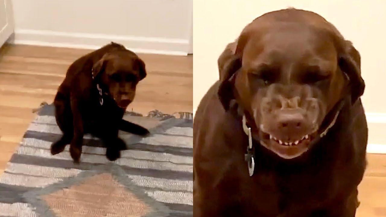 Why Do Dogs Smile When They Are Guilty