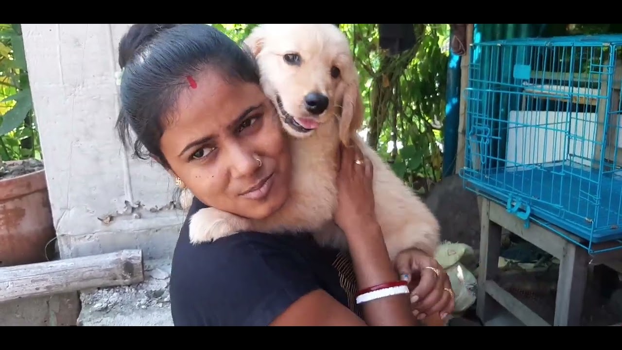 my first video with my new family member rani(dog)||#goldenretriever ...