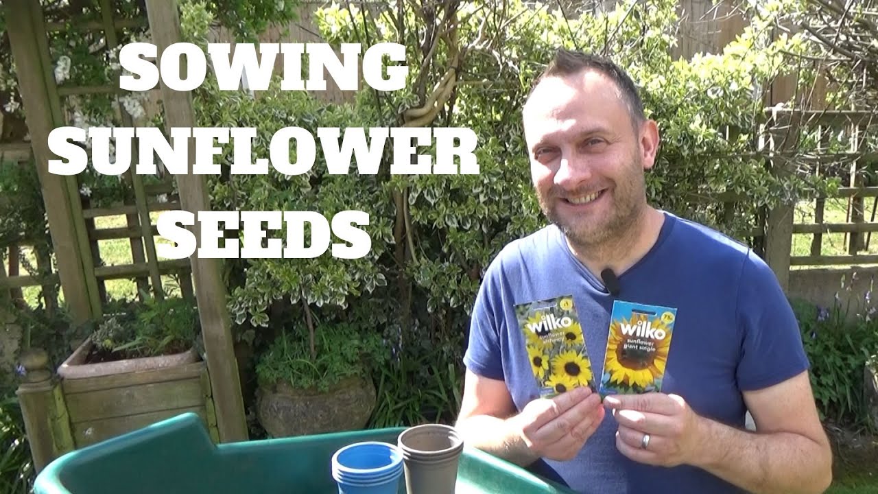 Sowing Sunflower Seeds | Sunflower Growing from Seed | Annual Sunflower ...