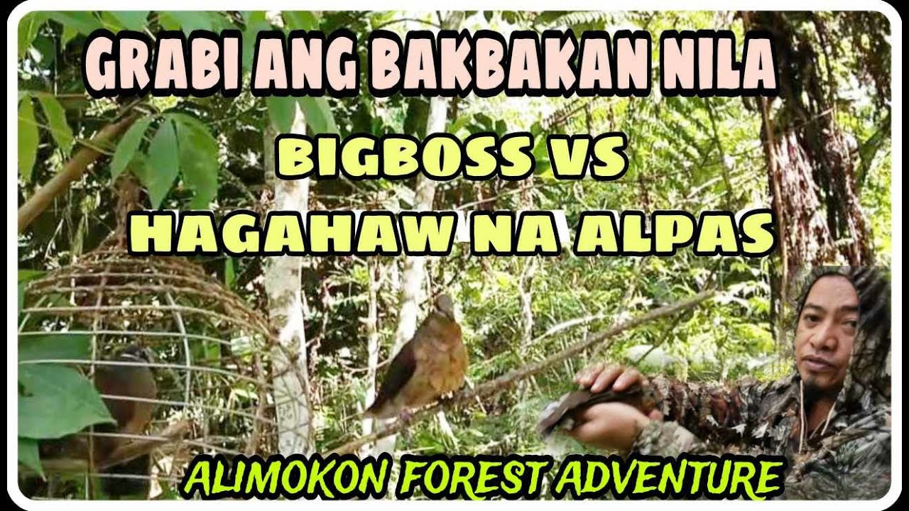 ITO ANG KLASING ALPAS NA PINAKA DABEST GAWING PANGATI.#alimokon - YouTube