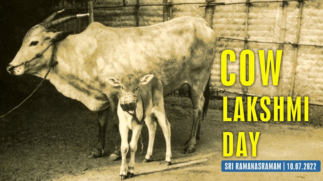 Cow Lakshmi Day - 2022 - Sri Ramanasramam - YouTube