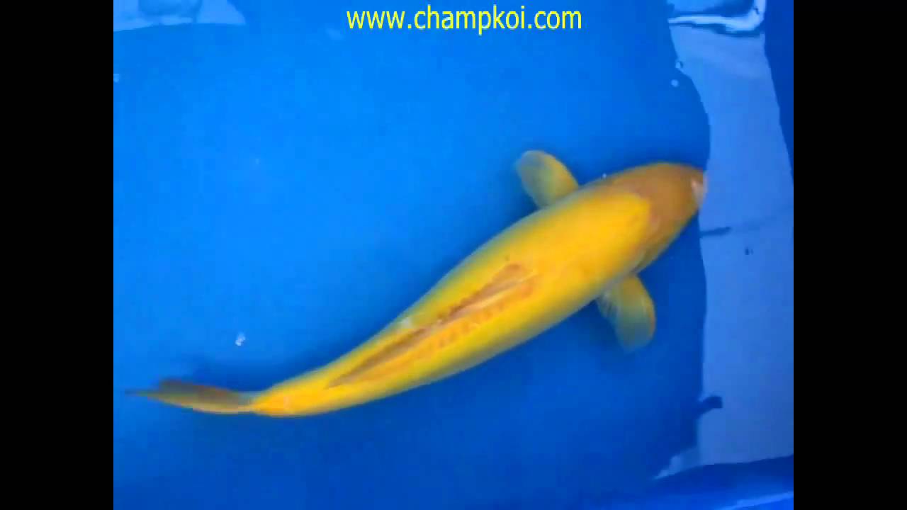 Doitsu Kigoi (09-K-297) - Hosokai HD - YouTube