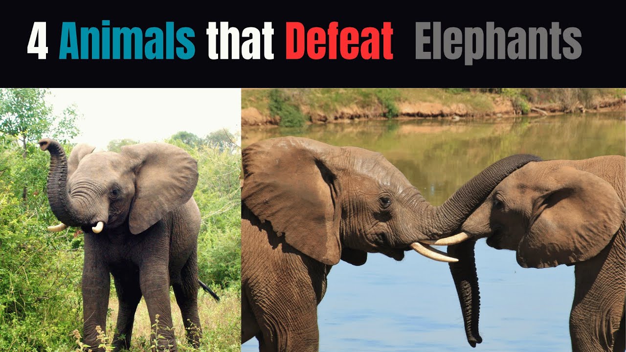 Four Animals that Can Defeat the Elephant - YouTube