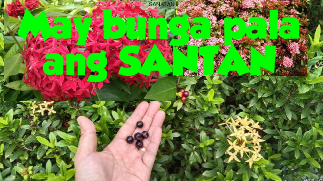 May bunga at buto pala ang Santan old flowers/ MARIBEL GABATINO - YouTube