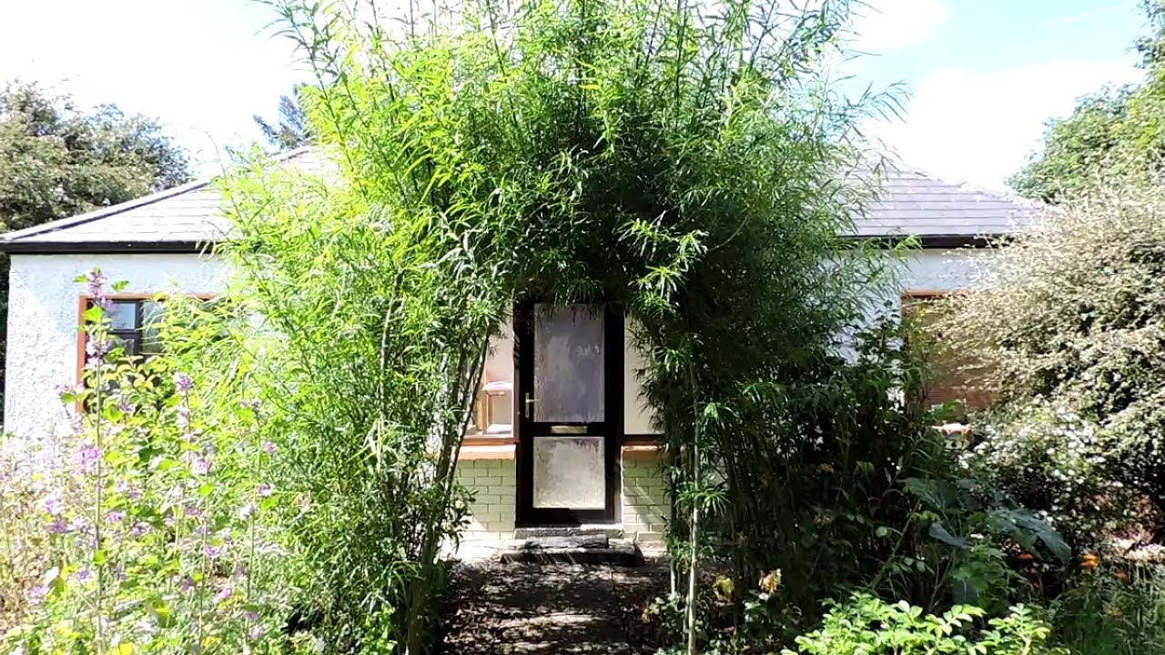Living Willow Structures Arches and Tunnel Summer Update - YouTube