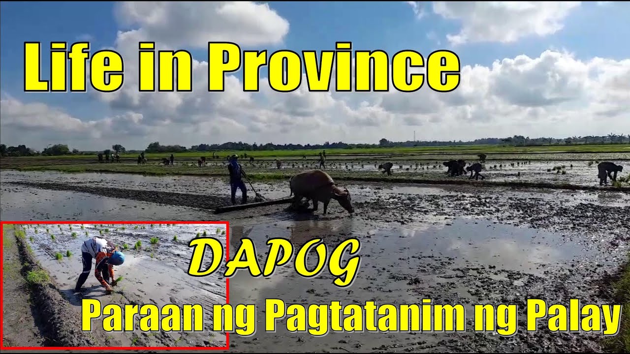 Life in Province / Planting Rice using "DAPOG" style /Lambayong Sultan ...