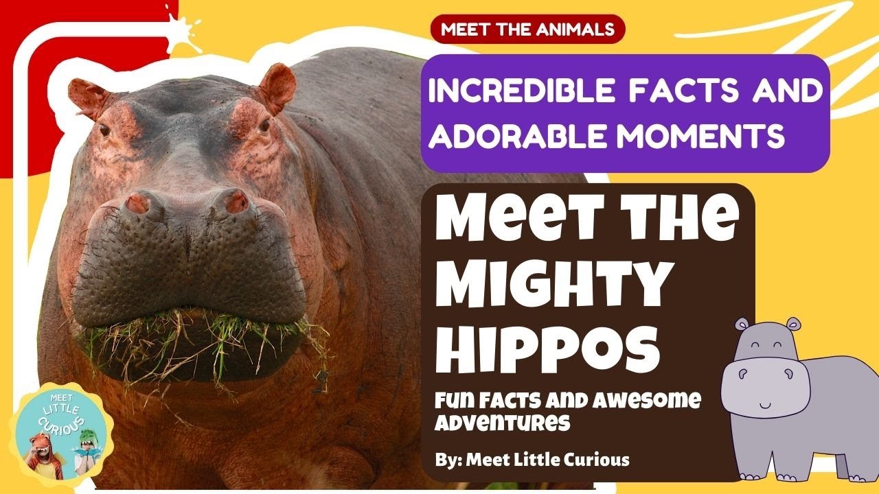 Meet the Mighty Hippos: Fun Facts and Awesome Adventures! | Wild ...