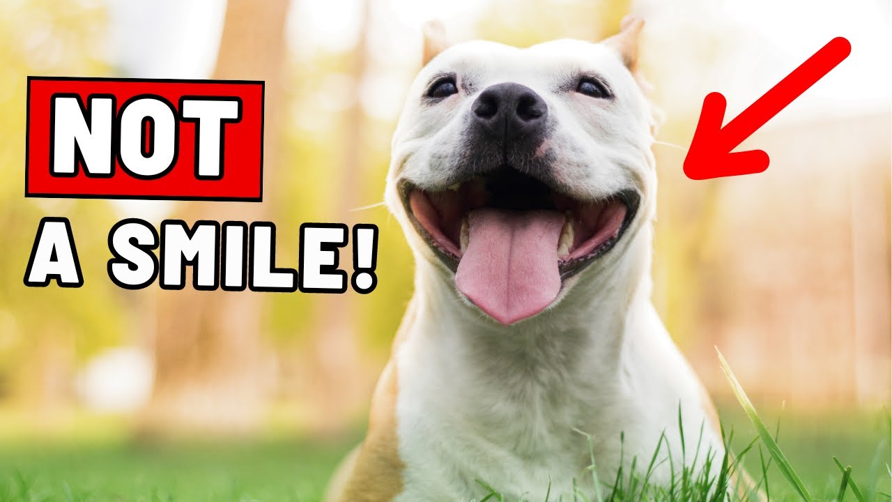 The Real Reason Dogs "Smile" Is Scary - YouTube