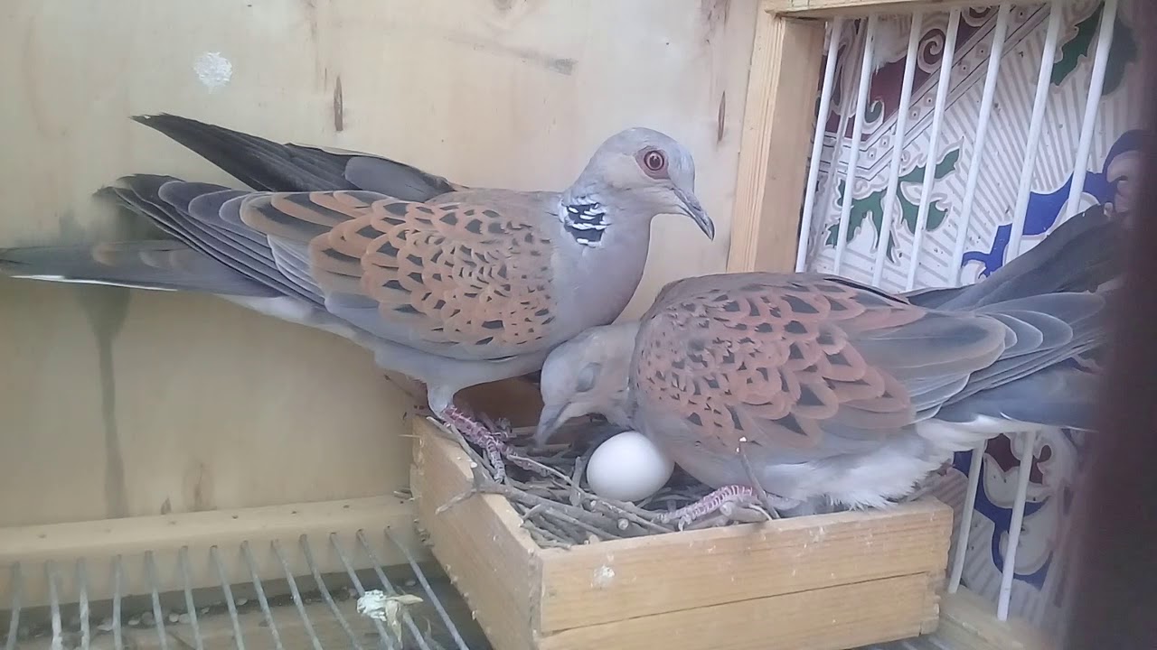 اليمام البري - Streptopelia turtur - YouTube