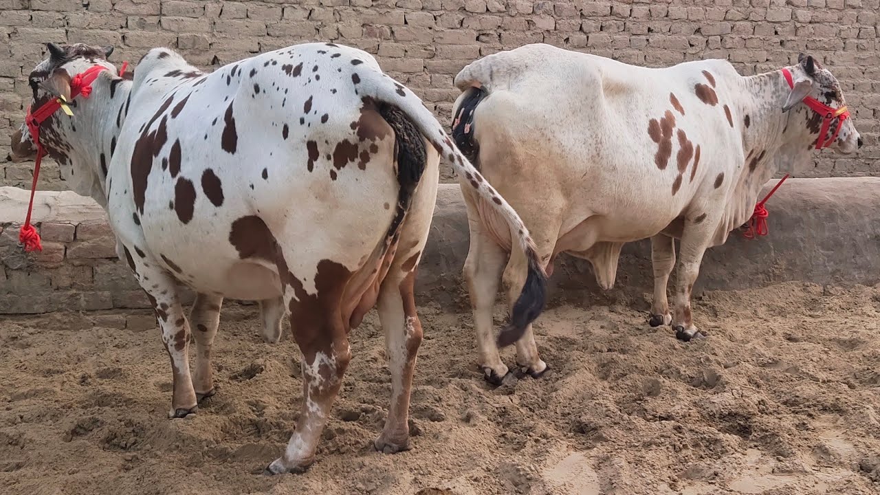 👍 3 Big Gadri Rathi Cow 16 Liter Mahadev Dairy Farm #Rathi - YouTube