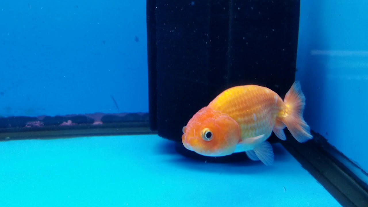 G1C TVR Top view ranchu buffalo head - YouTube