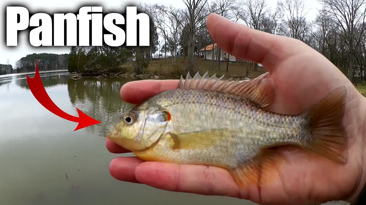 Float Fishing For Bluegill and Sunfish - Open Water Winter Panfish ...