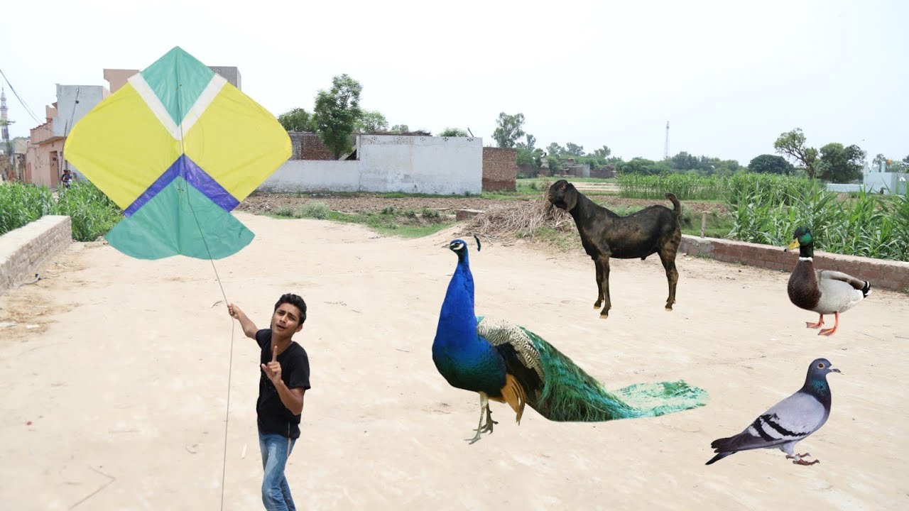 Kite Flying & Kabooter Bakra | Beautiful Gudda - YouTube