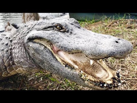 Alligator Feeding Frenzy at the Swamp Buggy pond! - YouTube