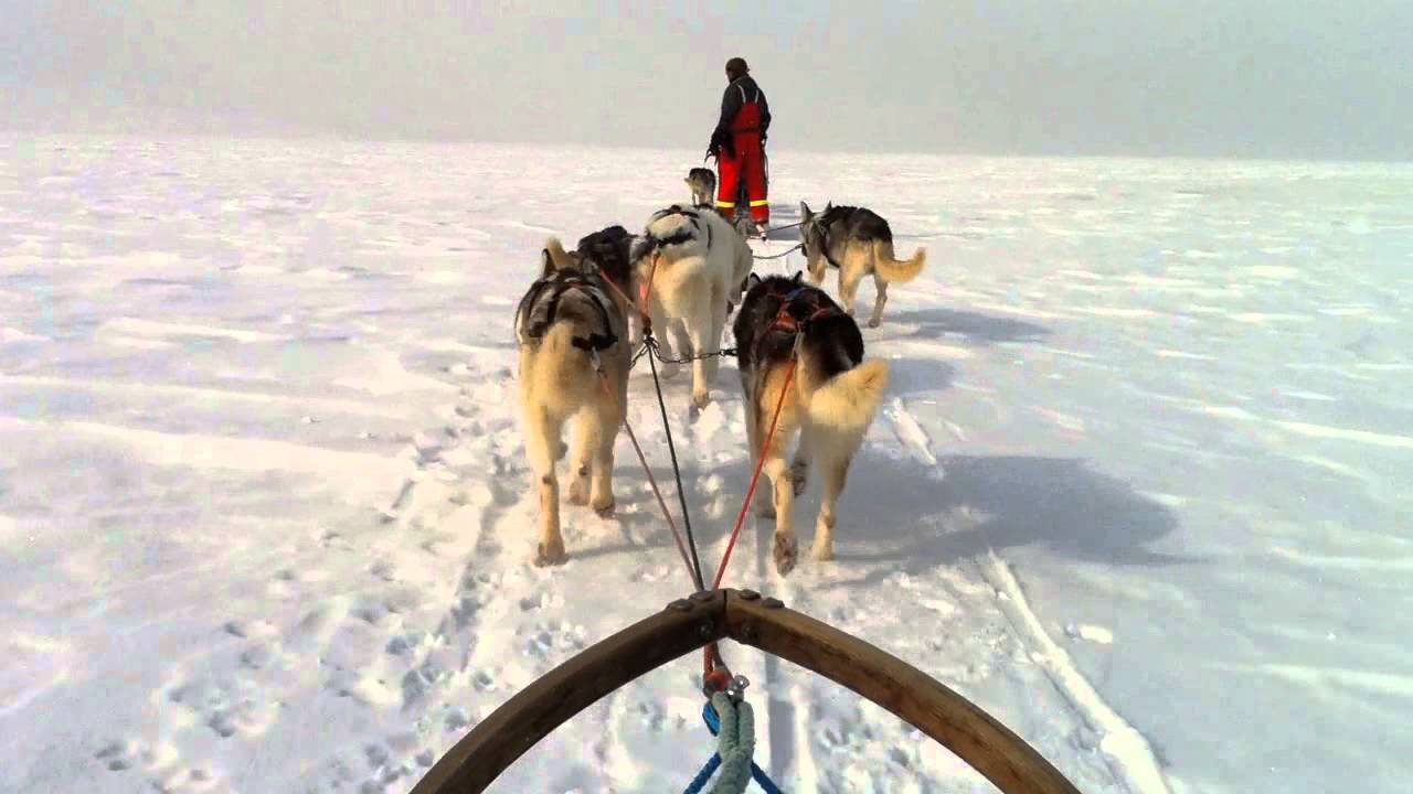 Hundeslæde i Adventdalen - YouTube