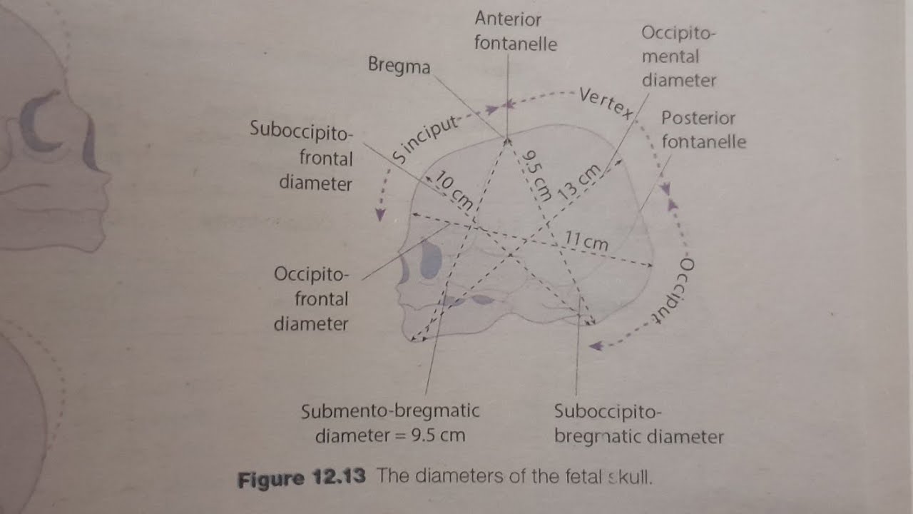 Anatomy Of Labour - OBSTETRICS - YouTube