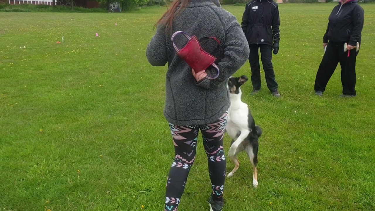 Maze working with obedience class 1 - YouTube