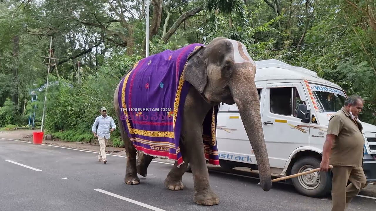 Tirumala Sri Venkateswara Swamy Temple Elephant - YouTube