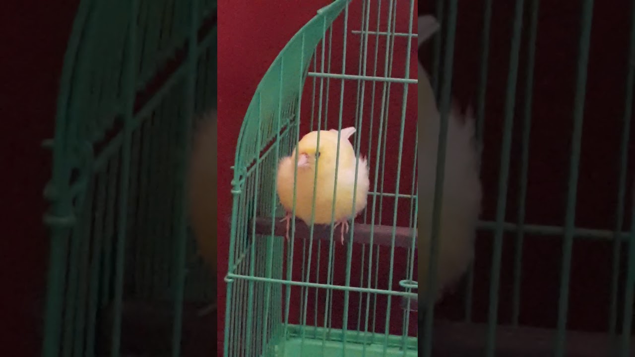 PLEASE HELP SICK CANARY - YouTube