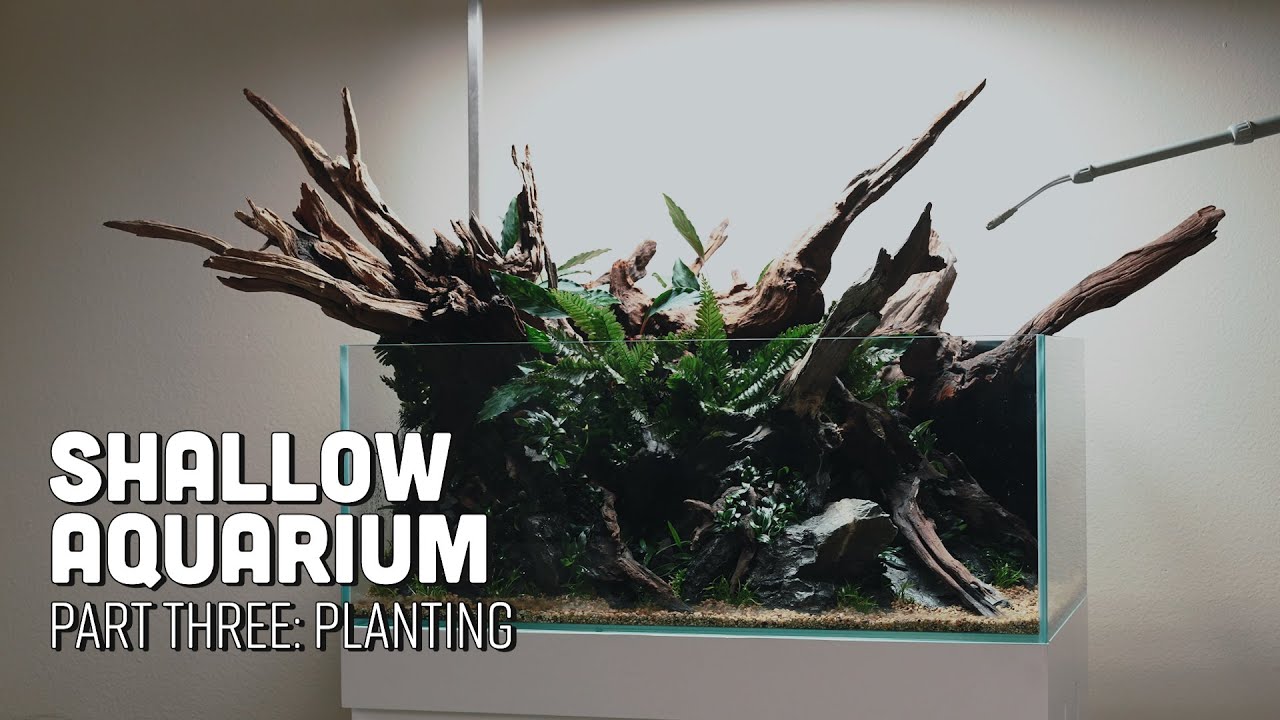 Shallow Aquarium Planted Paludarium Mini Series Part 3 - Planting - YouTube