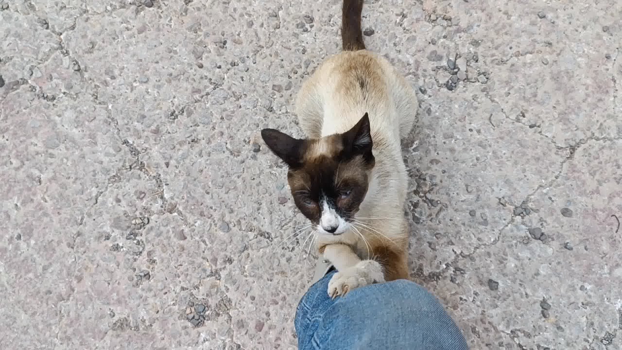 the siamos cat loves me and does not want to leave me🥰 - YouTube