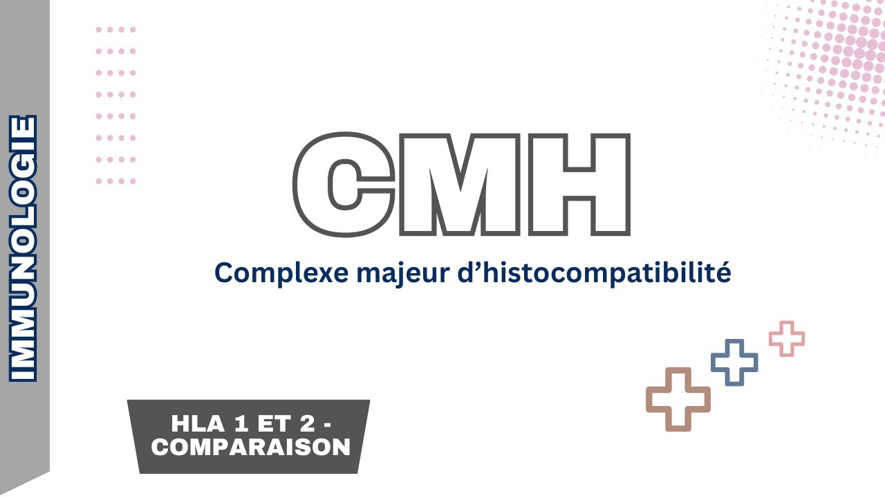 Immunologie / Le système HLA - YouTube