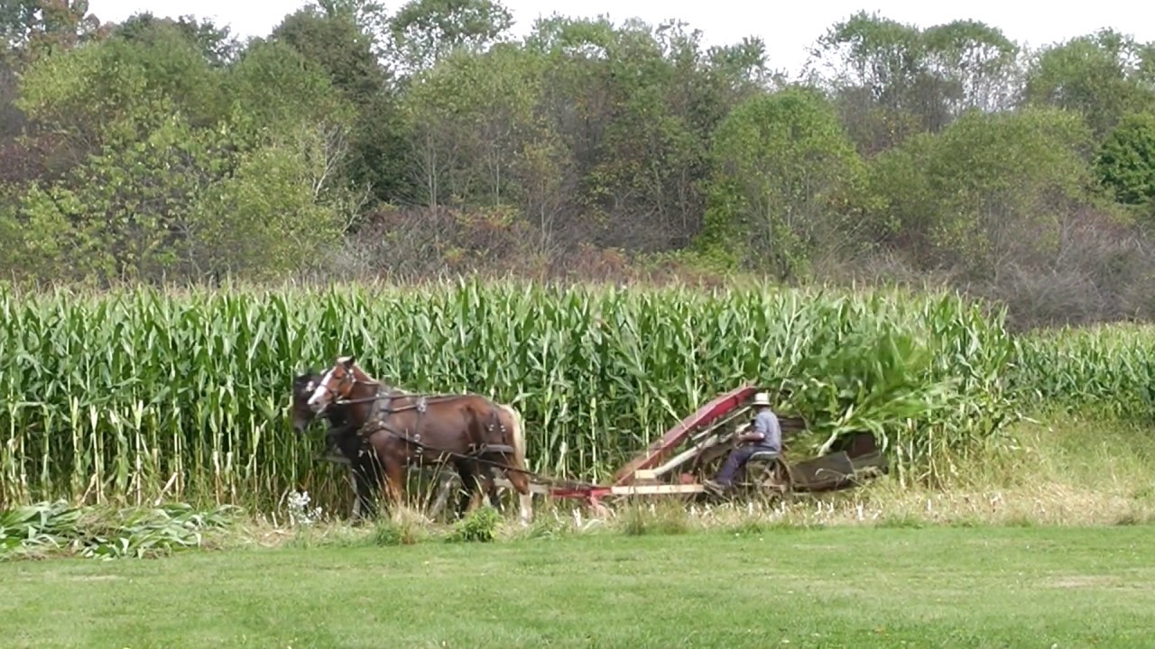 Amish Scenes V6 - YouTube