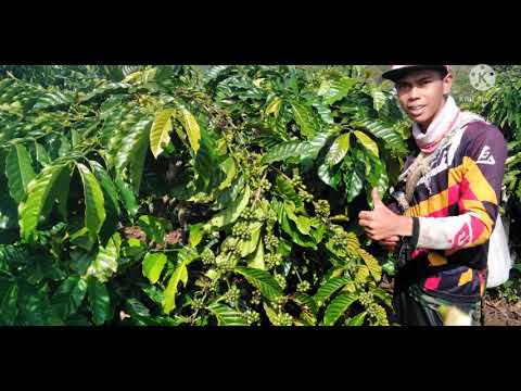 MERAWAT KOPI STEKAN AGAR BERBUAH LEBAT || cara merawat kopi stekan