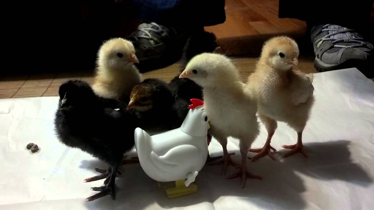 New chicks, the "April Fools" - YouTube