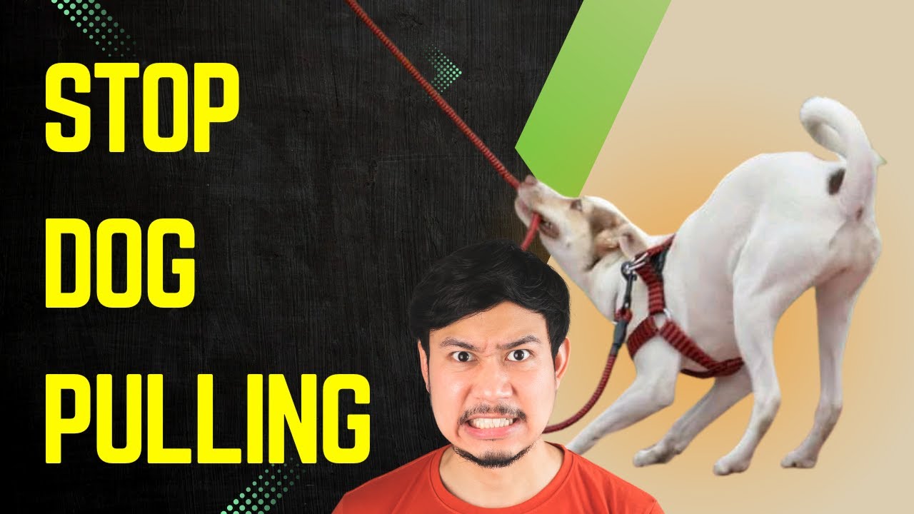 How to Stop Your Dog from Pulling on the Leash: 5 Easy Tips! - YouTube