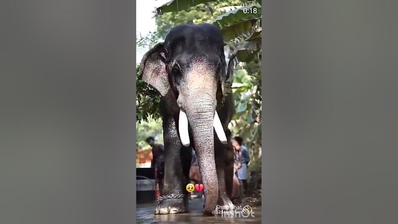 മംഗലാംകുന്ന് അയ്യപ്പന് പ്രണാമം സബ്സ്ക്രൈബ് ചെയ്യാൻ മറക്കരുത് Youtube