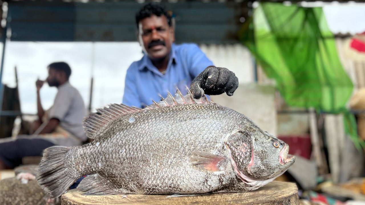 KAL KODUVA FISH 🐠||KASIMEDU FISH MARKET 🏖️🌊||KASIMEDU SEKAR ⚔️🔥 - YouTube
