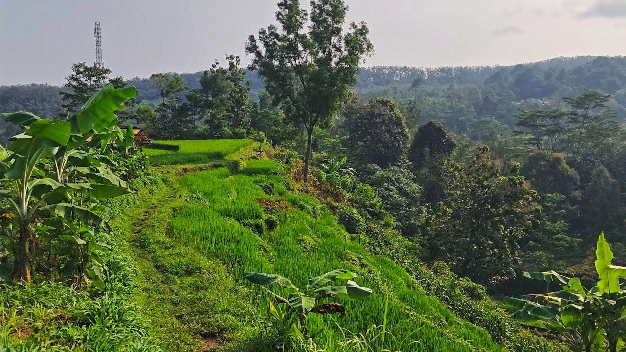 walking in the morning in the countryside looking at the gardens with ...