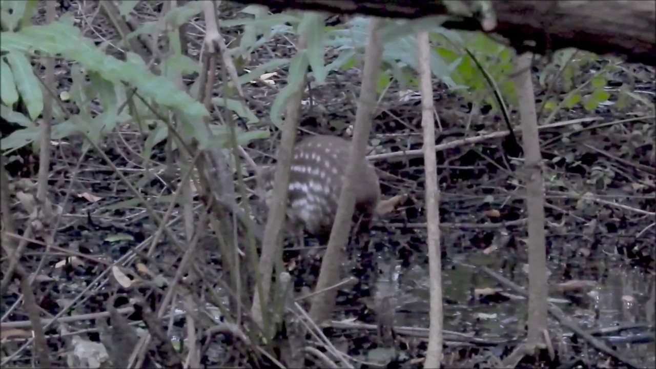 Paca (Cuniculus paca) in Quintana Roo, Mexico. - YouTube