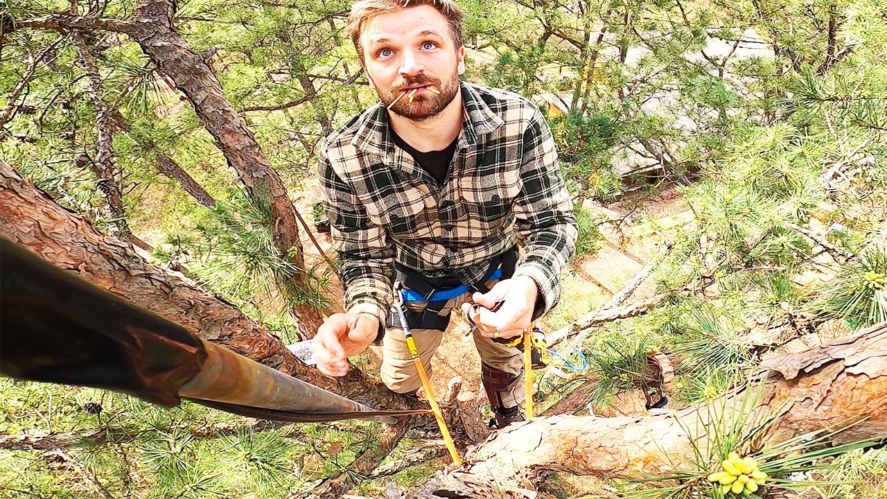 Mounting Antenna in Tallest Tree of the Forest! - YouTube