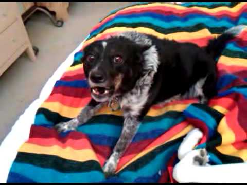 Magic, the talking dog - YouTube