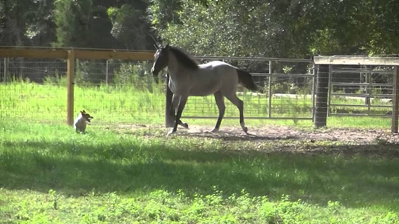 Cat Smart Boonsmal - YouTube