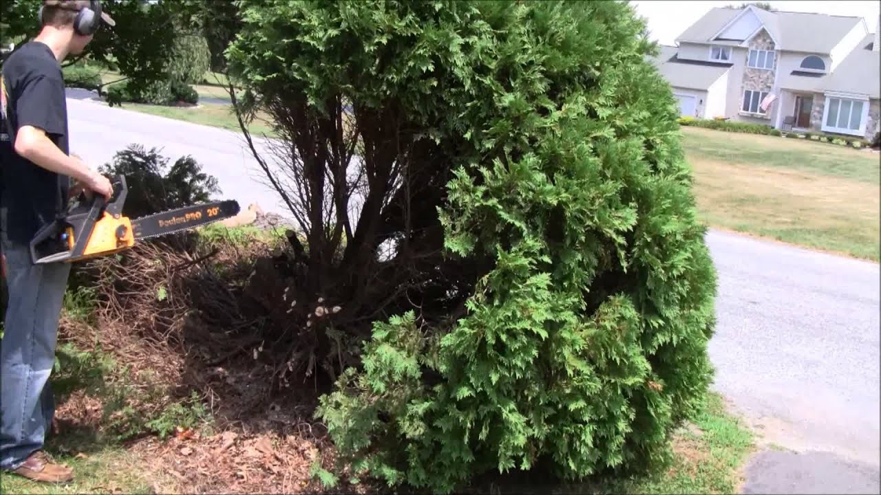 GIANT GLOBE PLANT REMOVAL - YouTube
