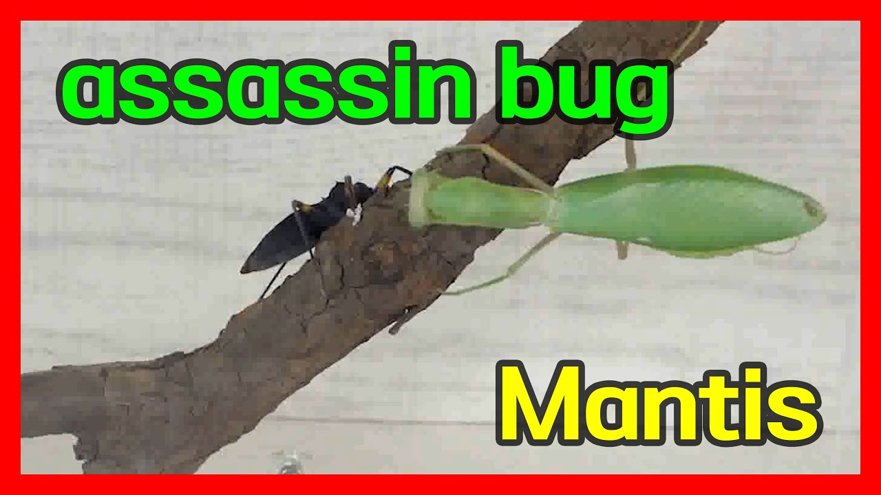 Mantis Vs Assassin Bug l Who is win? - YouTube
