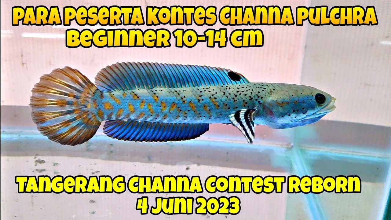 Adu Biru ‼️ kontes Channa pulchra beginner 10-14 cm || Tangerang Channa ...