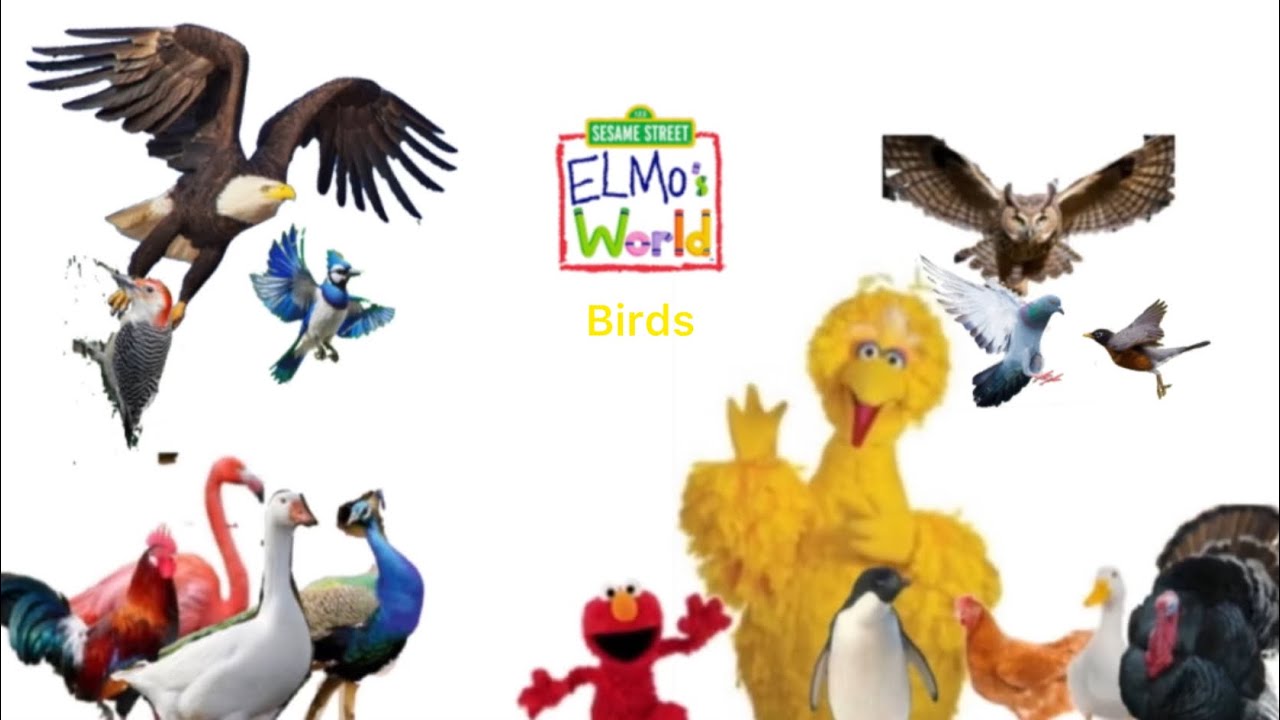 Elmo’s World: Birds - YouTube