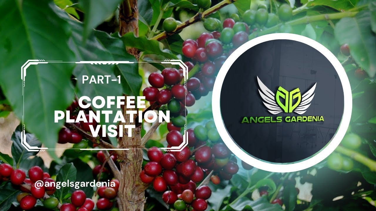 Exploring Coffee Plantations: A Fascinating Journey | Coorg coffee ...