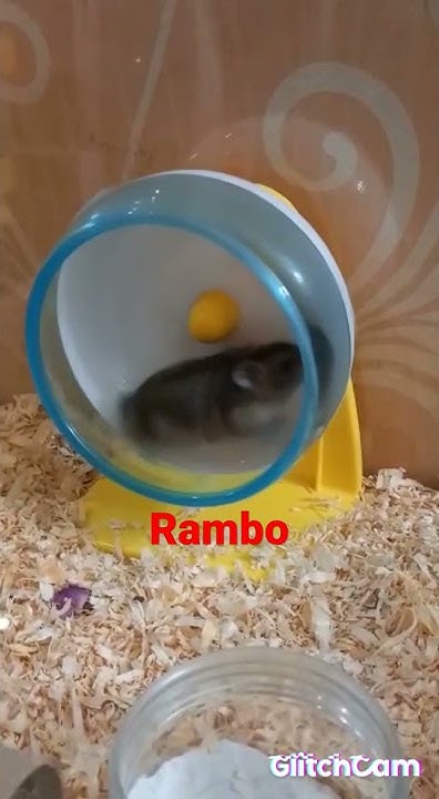 کمپل همستر Youtube