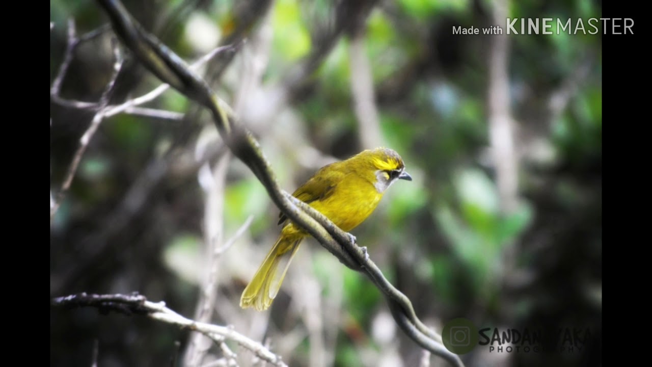 Yellow eared bulbul | Pycnonotus penicillatus| කහ කන් කොන්ඩයා | පීත කන් කොන්ඩයා | Hasith ...