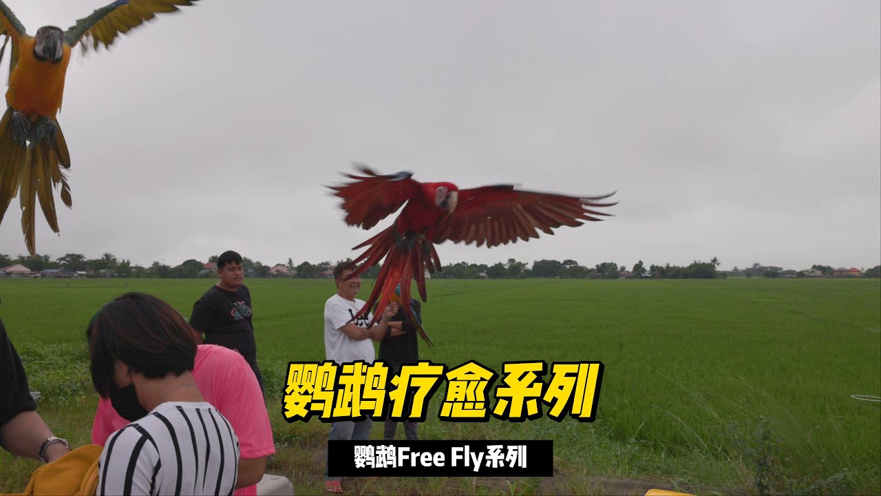 A lot of parrots free fly #parrot #macaw #freefly - YouTube