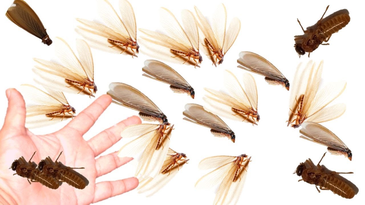 Menangkap Serangga Laron laron Terbang di Musim Hujan Pagi Hari untuk ...